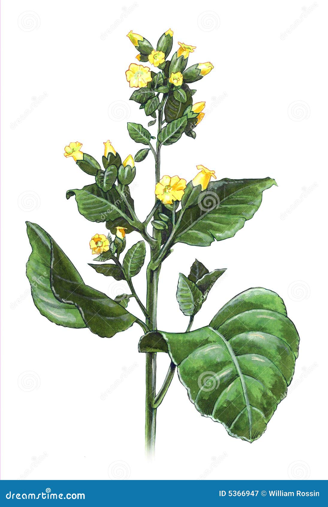 Nicotiana Rustica stock illustration. Illustration of nicotiana - 5366947