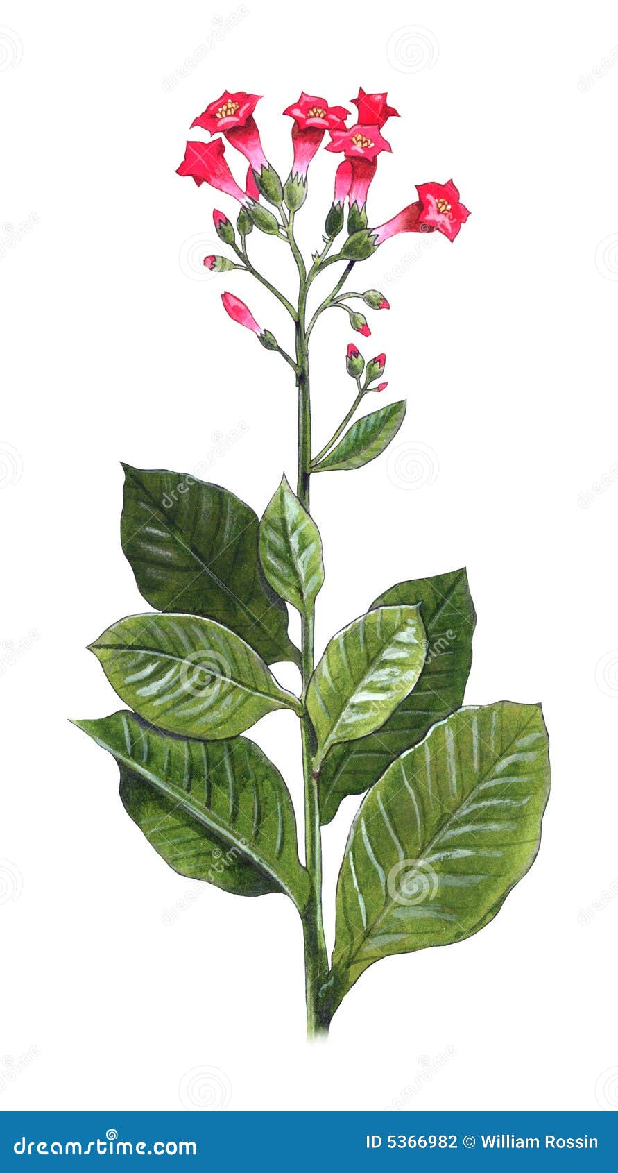 Nicotiana Tabacum stock illustration. Illustration of unhealthy - 5366982 Nicotiana Tabacum stock illustration. Illustration of unhealthy - 5366982