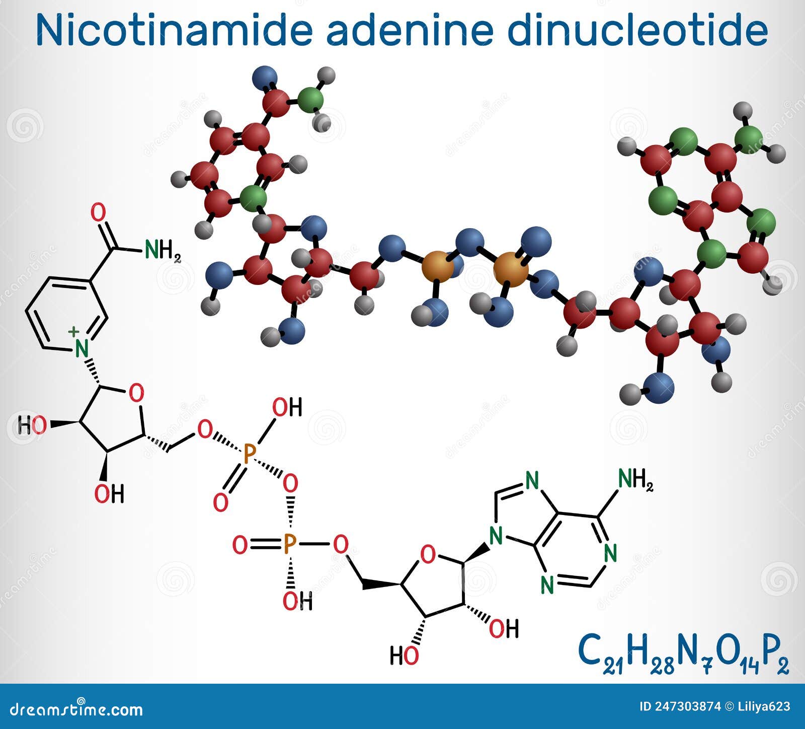 Nicotinamide Adenine Dinucleotide Molecular Structure Isolated On White ... Nicotinamide Adenine Dinucleotide Molecular Structure Isolated On White ...