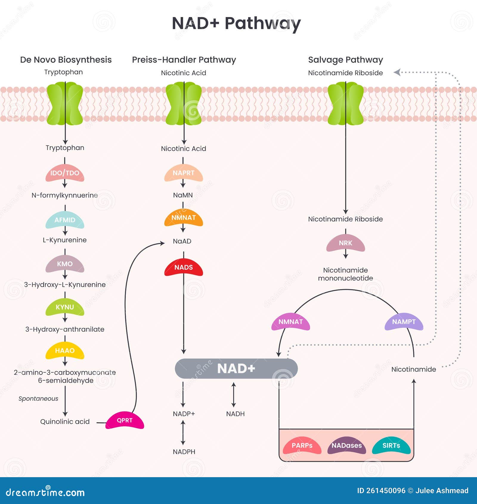 Nicotinammide Adenina Dinucleotide Nat Pathway Vector Illustrazione ... Nicotinammide Adenina Dinucleotide Nat Pathway Vector Illustrazione ...