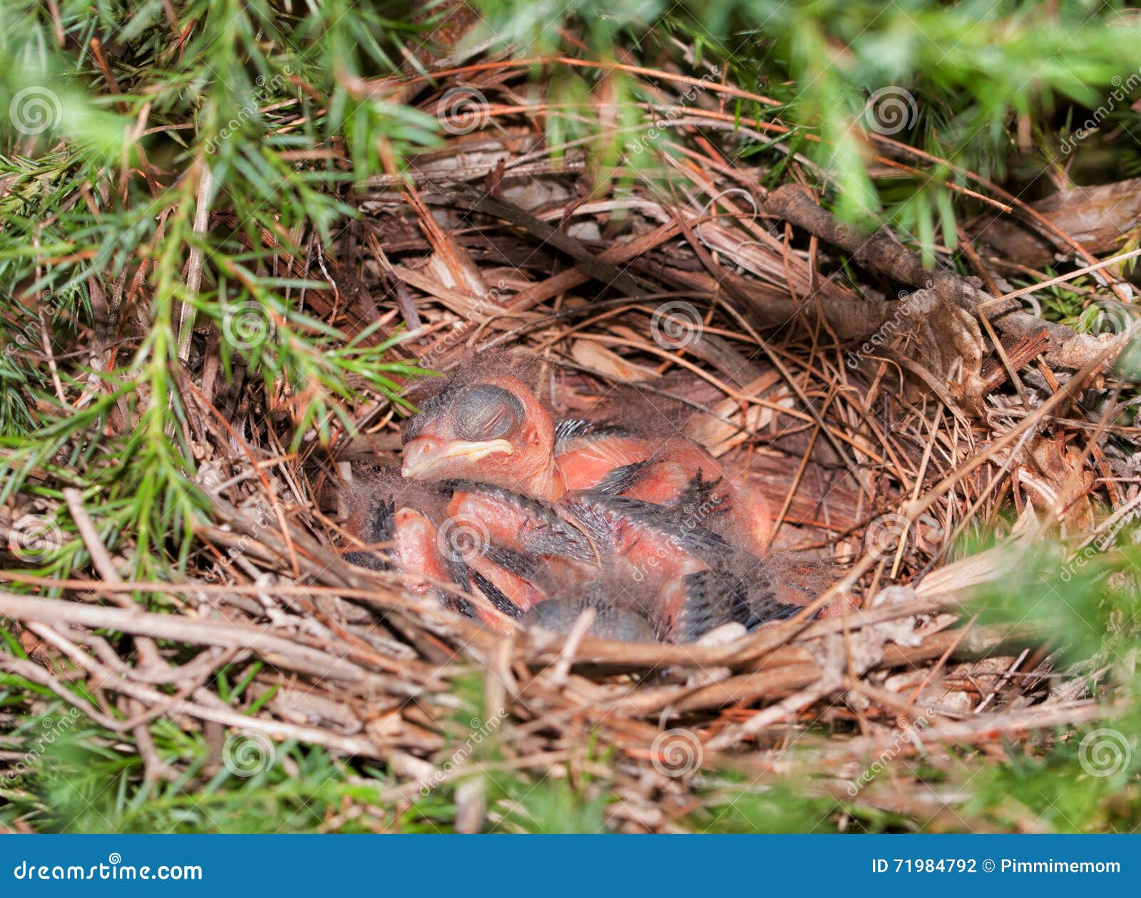 Nid Cardinal Du Nord Dans Un Arbre De Cèdre Photo stock - Image du ...