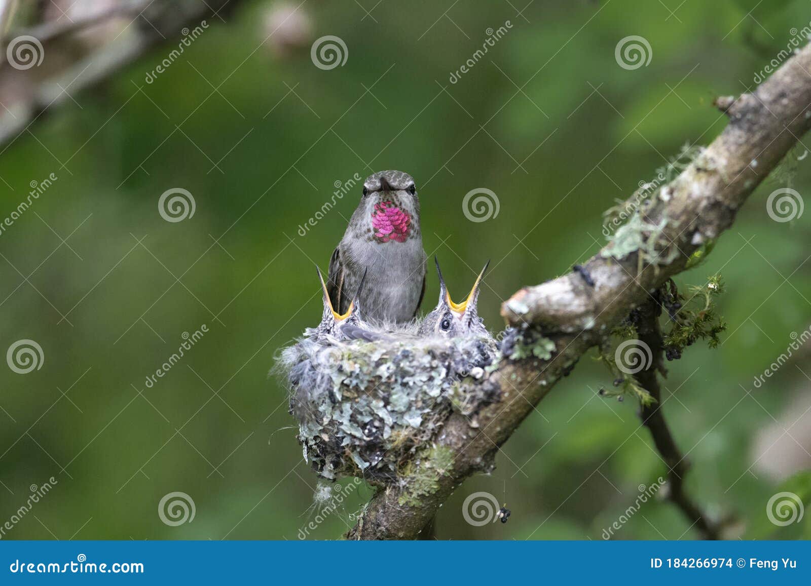 Nid de colibri annas photo stock. Image du vancouver - 184266974