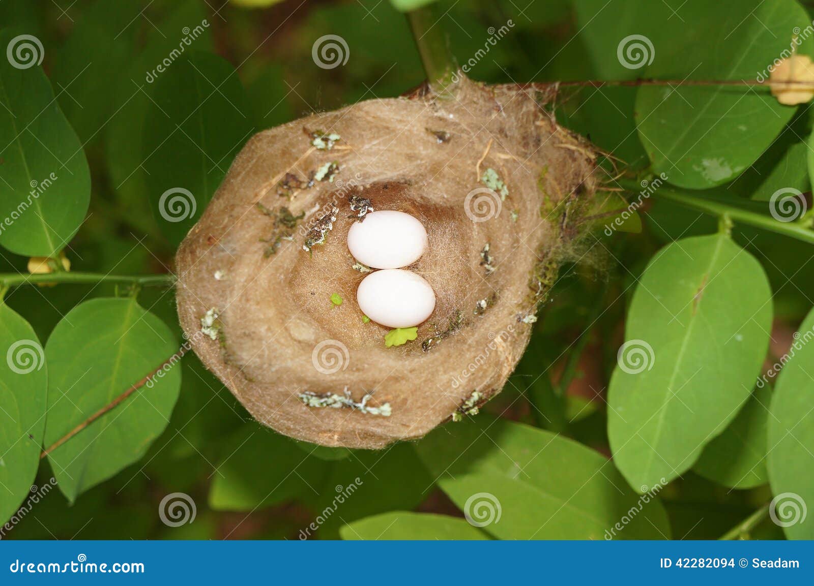 Nid De Colibri Avec Des Oeufs Photo stock - Image du caraïbes ...