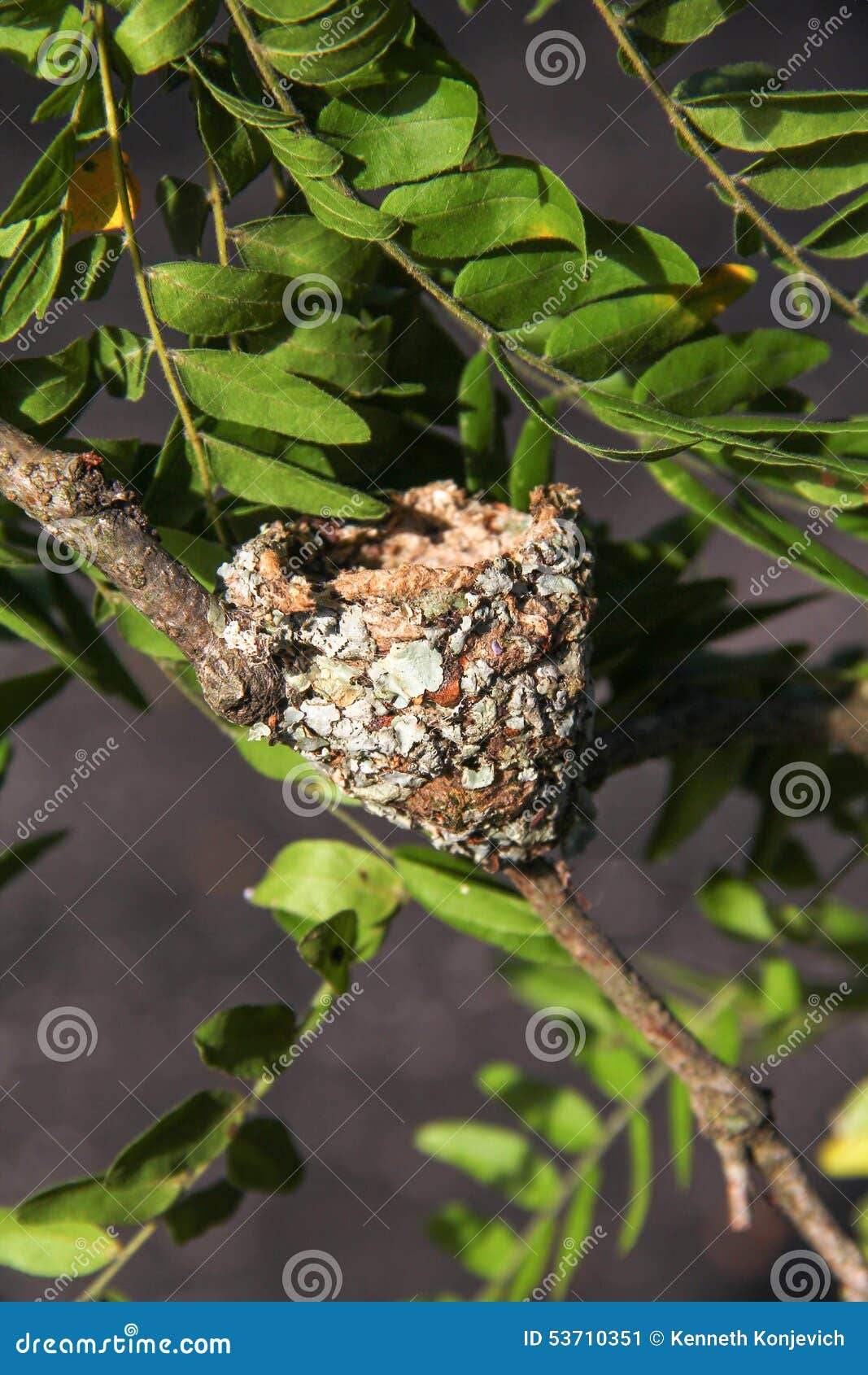 Nid De Colibri Sur Une Branche D'arbre Image stock - Image du ...
