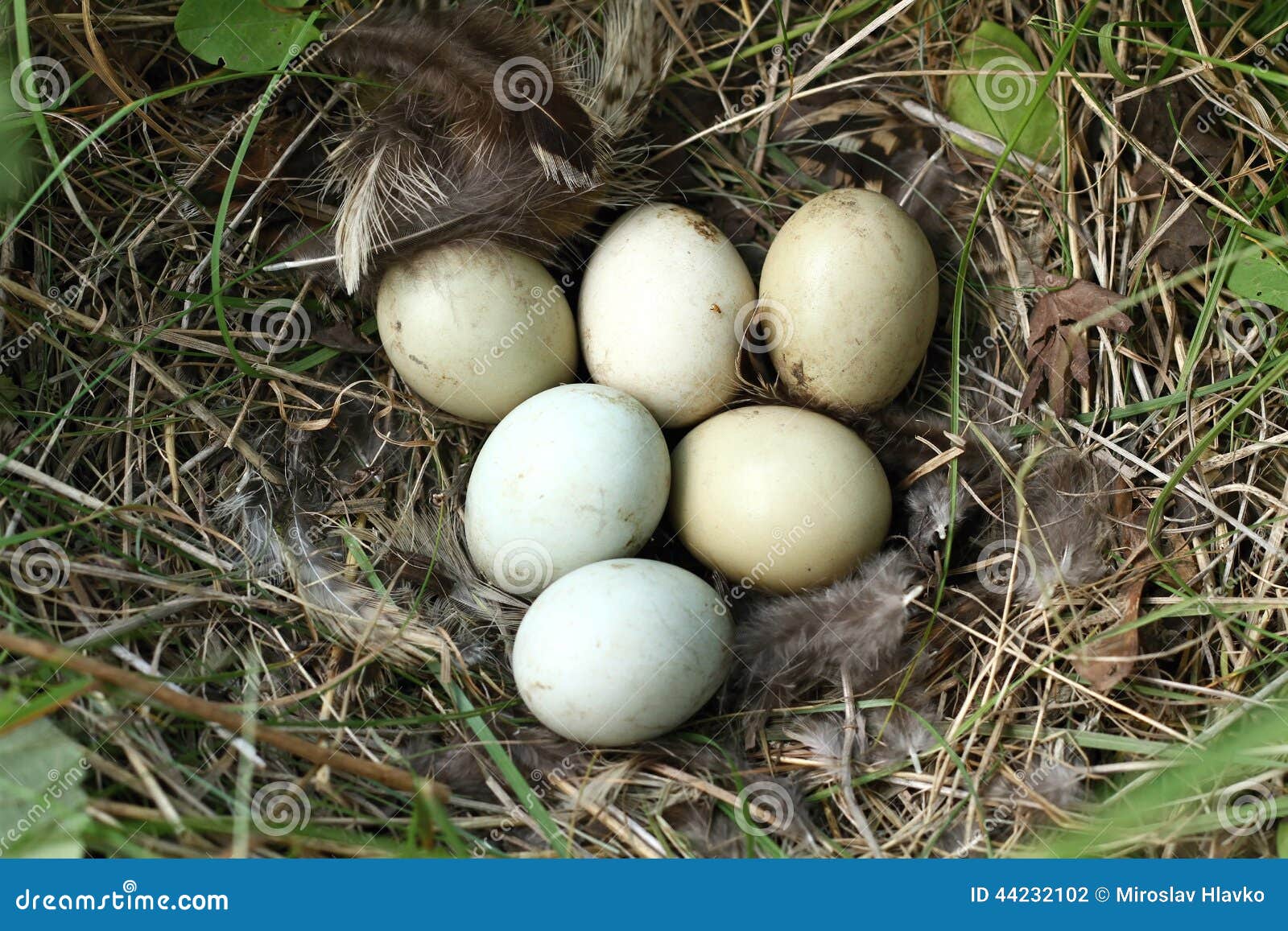 Nid de faisan photo stock. Image du emboîtement, oeuf - 44232102