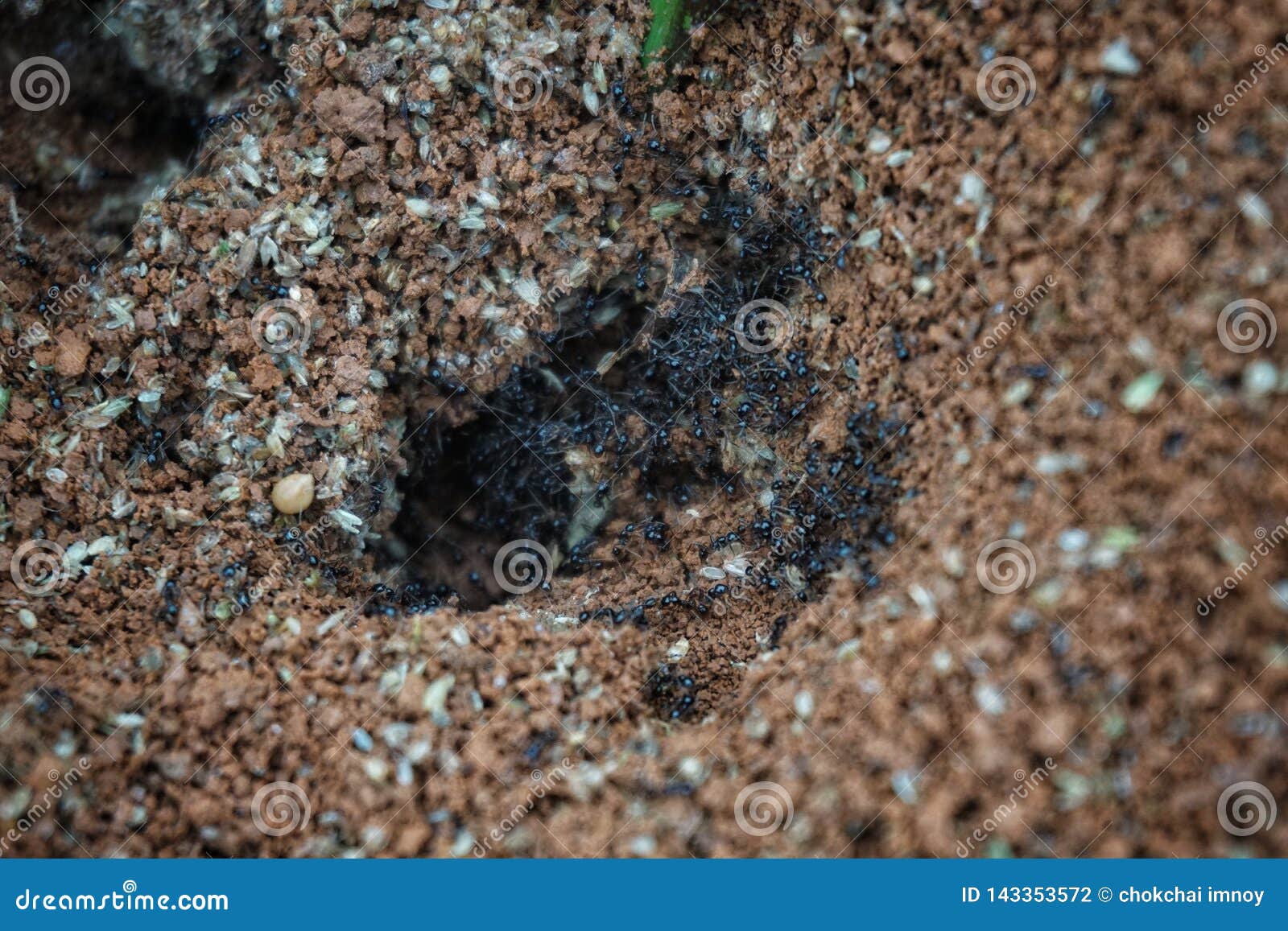 Nid De Fourmi Noir Avec Beaucoup De Fourmis Photo stock - Image du ...