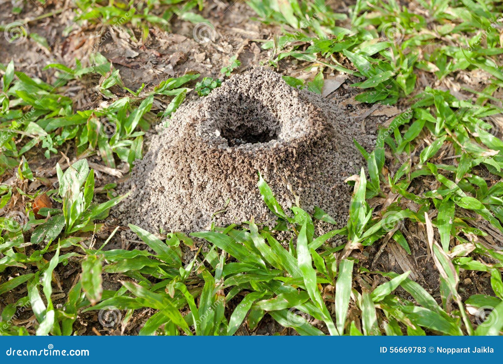 Nid De Fourmi Sur L'herbe Verte Au Parc Image stock - Image du ...