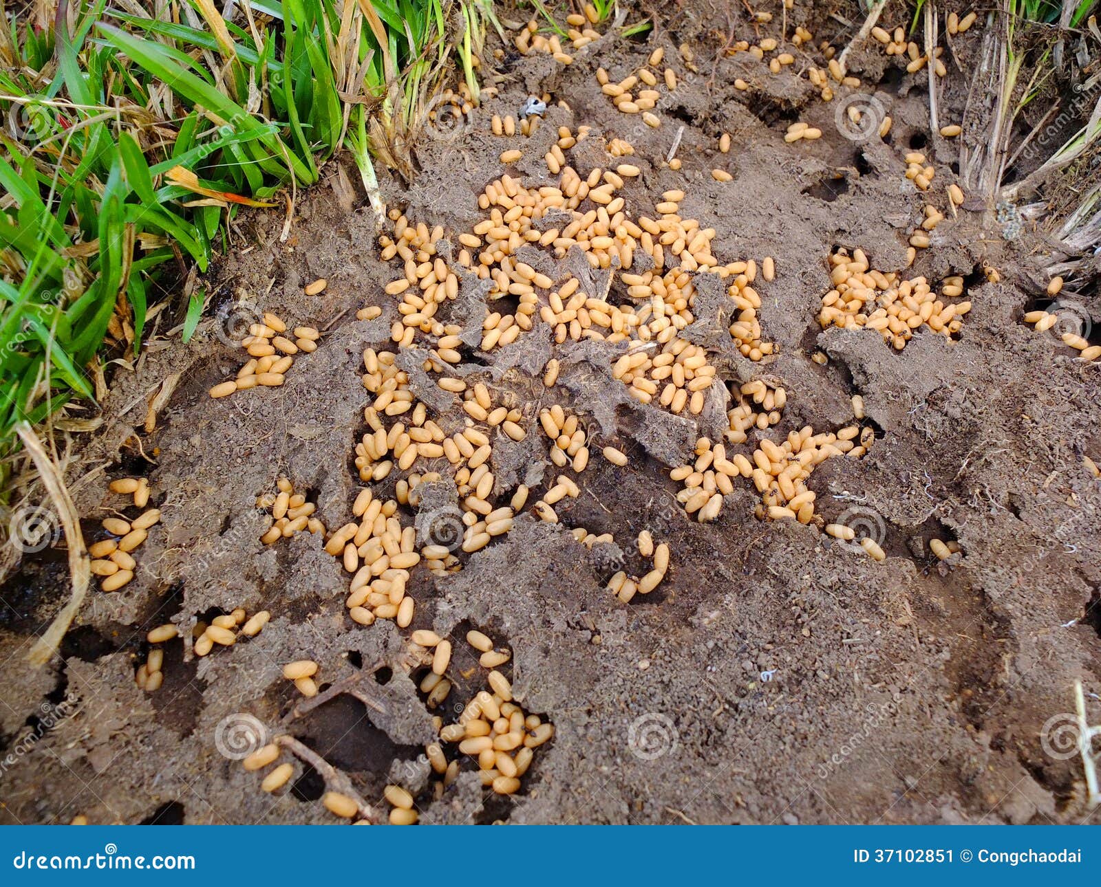 Nid de fourmis image stock. Image du chéri, emboîtement - 37102851