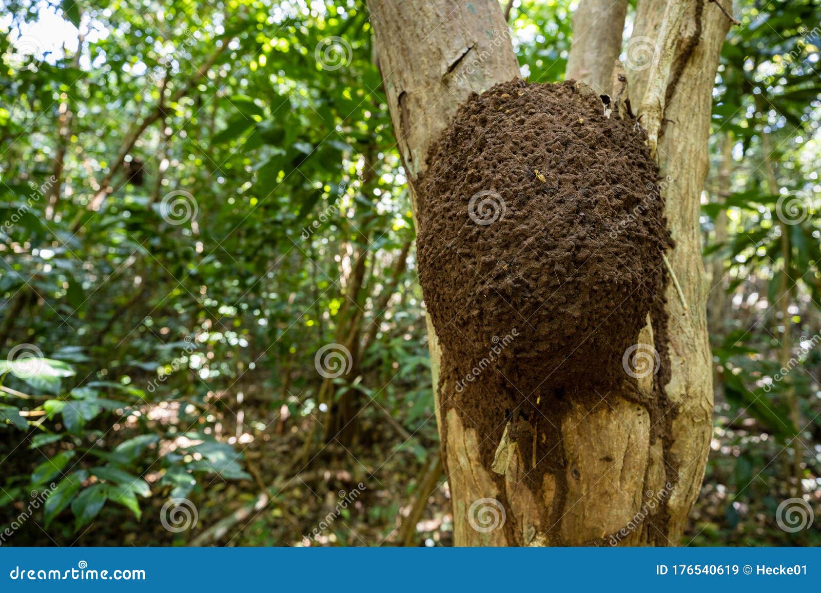 Nid Des Fourmis Et Les Termites Dans Un Arbre Image stock - Image du ...