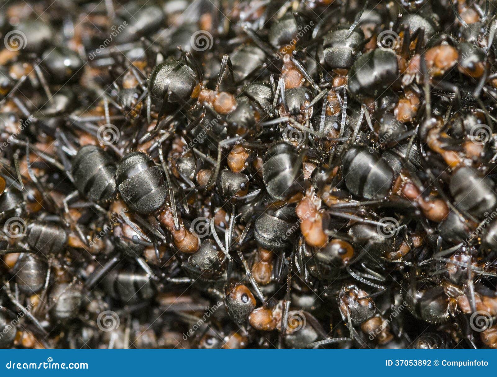 Nid des fourmis rouges photo stock. Image du travail - 37053892