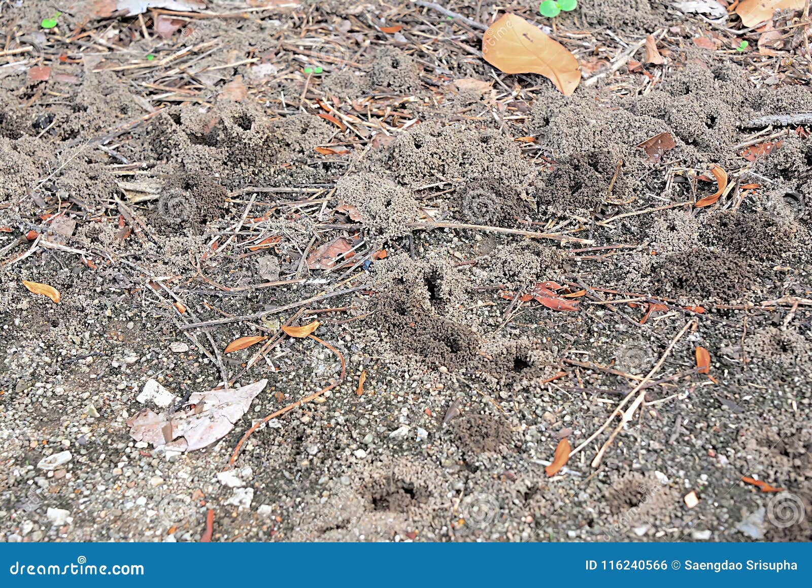 Nid Des Fourmis Vivant Sous Terre Photo stock - Image du fermer, jardin ...