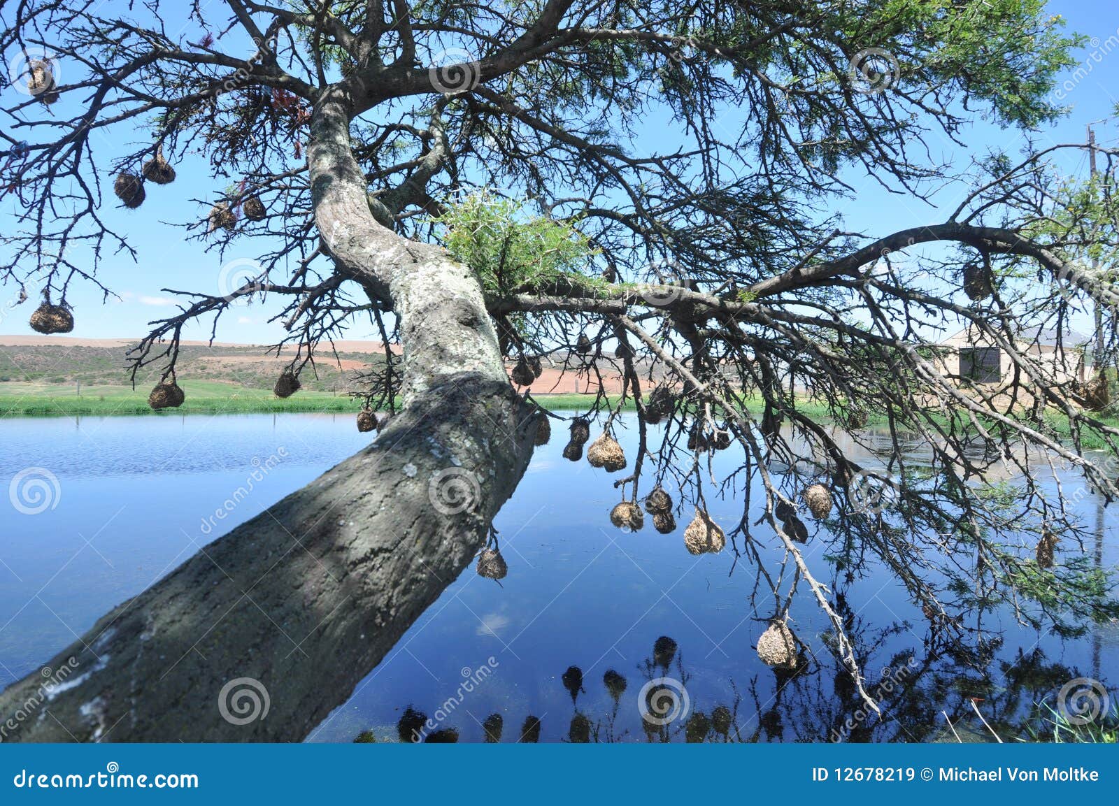 Nidi degli uccelli immagine stock. Immagine di africa - 12678219