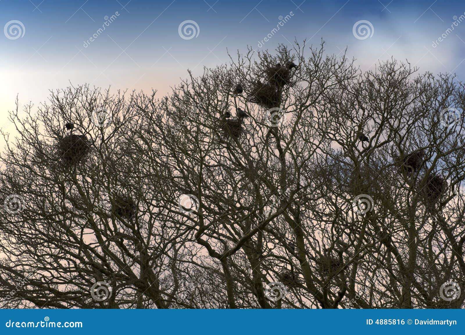 Nidi degli uccelli fotografia stock. Immagine di nido - 4885816