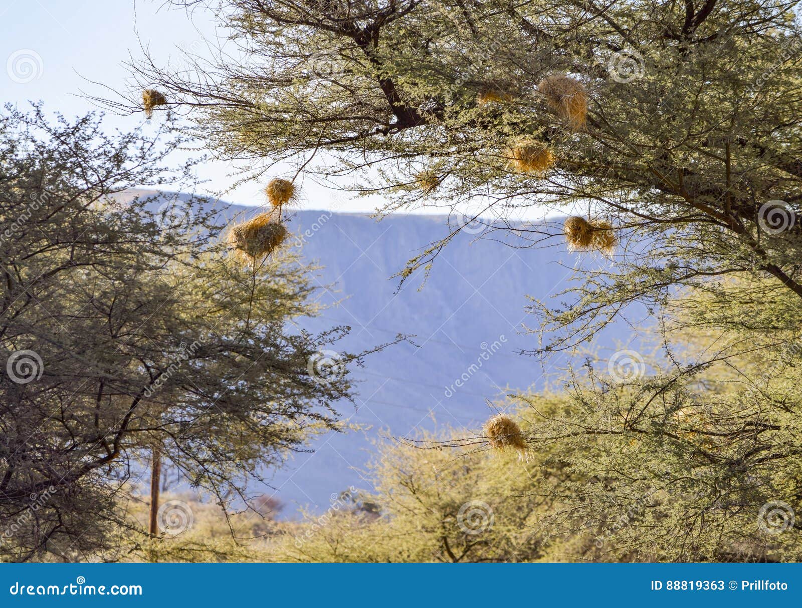 Nidi Degli Uccelli in Namibia Immagine Stock - Immagine di erboso ...