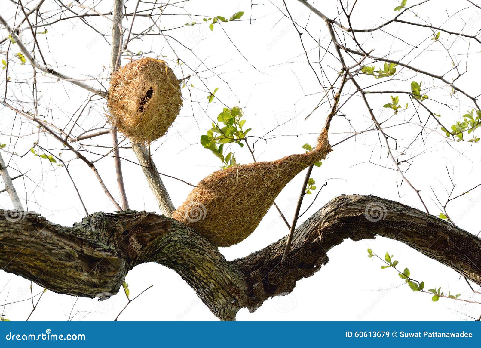 Nidi Di Ricebird Sugli Alberi Immagine Stock - Immagine di filiale ...