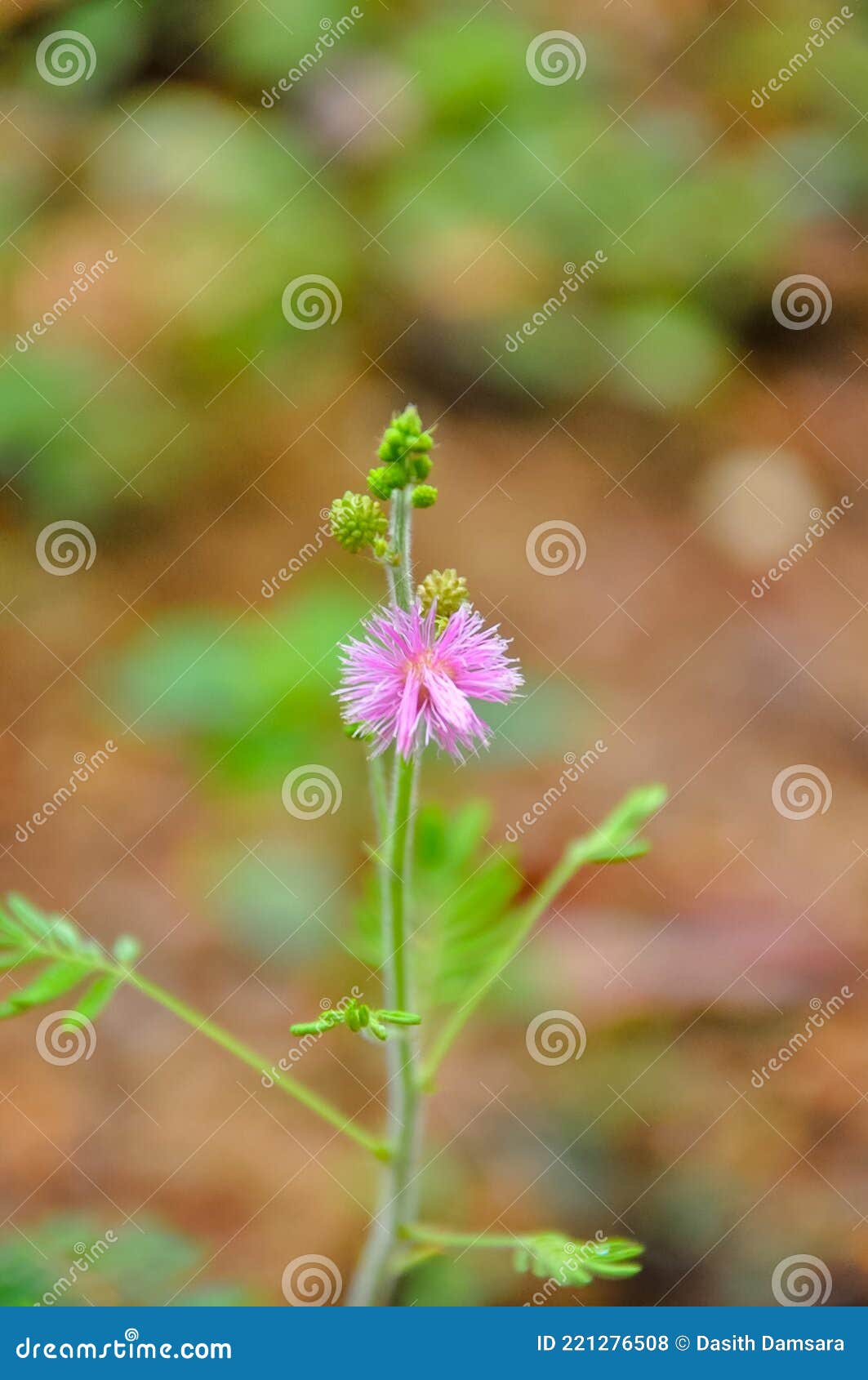Nidikumba flower stock photo. Image of leaf, insect - 221276508
