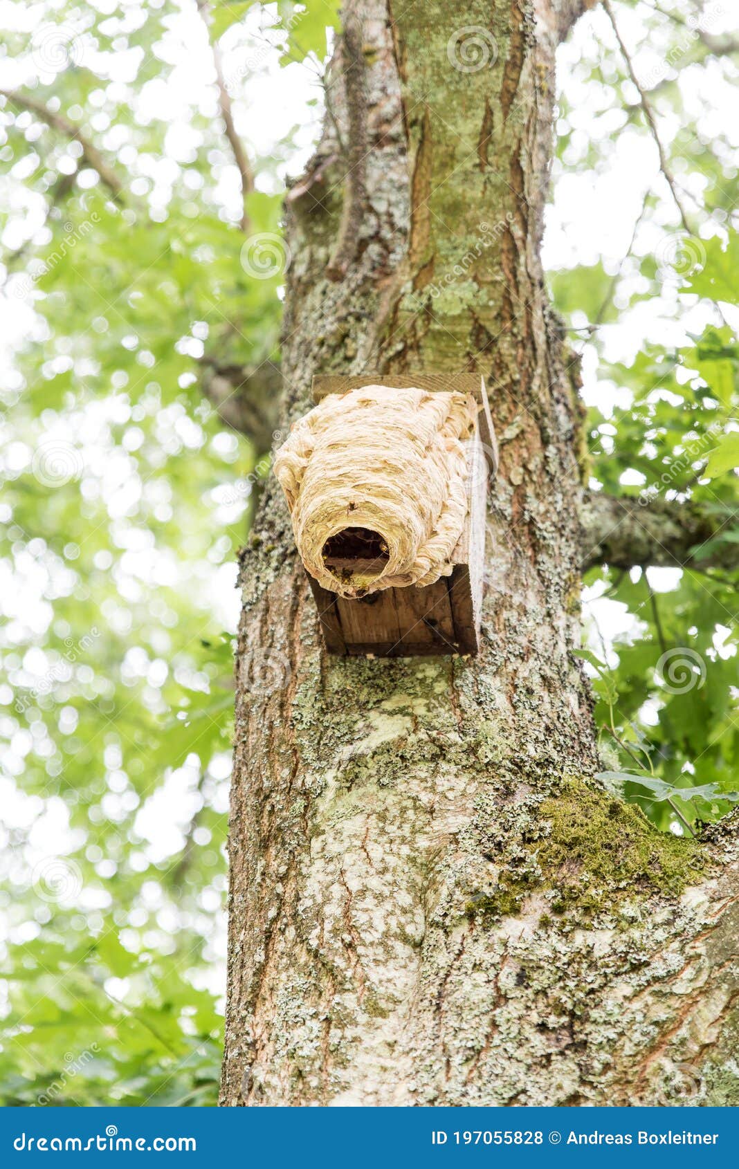 Nido De Avispones Construida Alrededor De La Nestbox De Aves Foto de ...