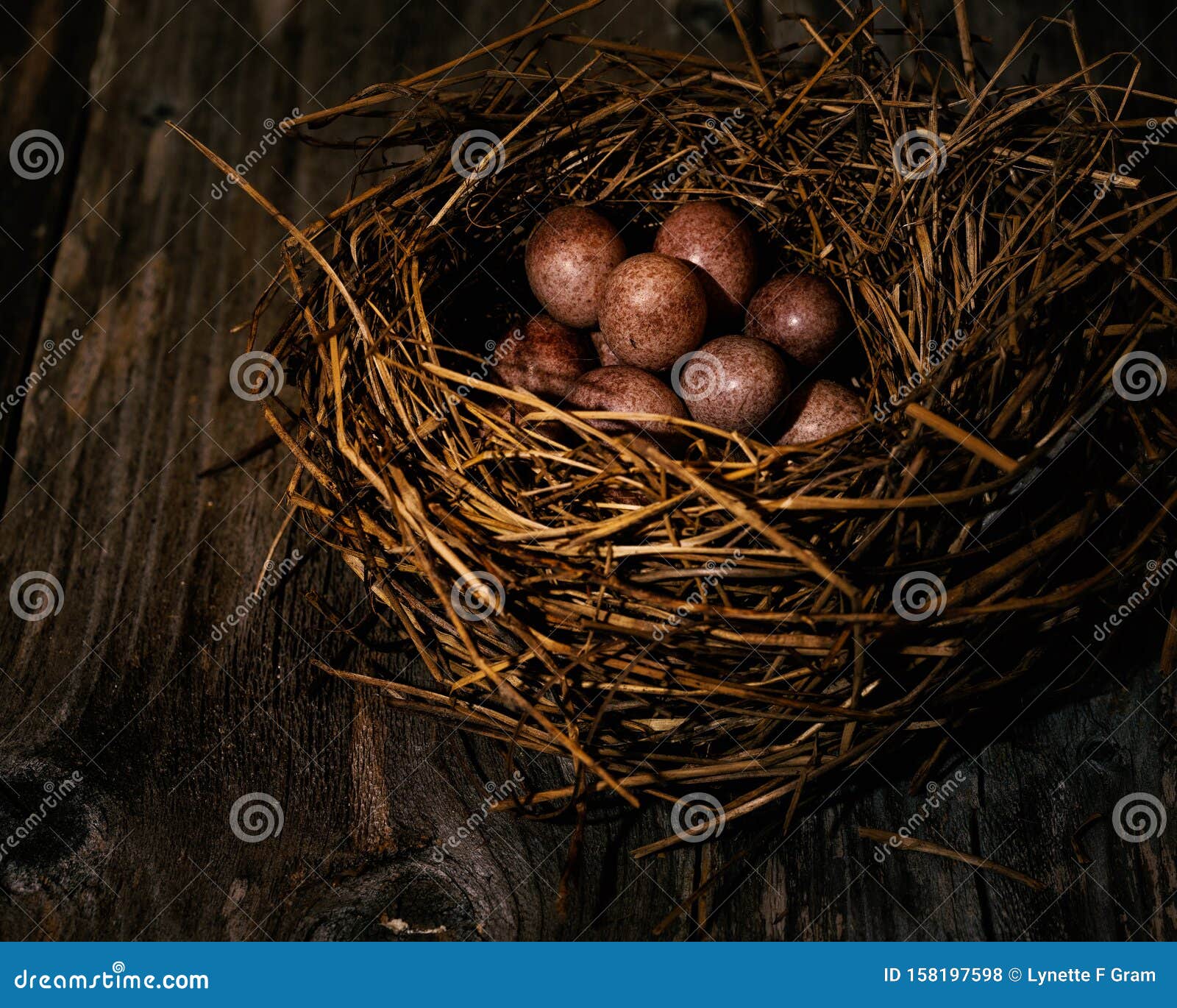 Nido de huevos de aves foto de archivo. Imagen de huevos - 158197598