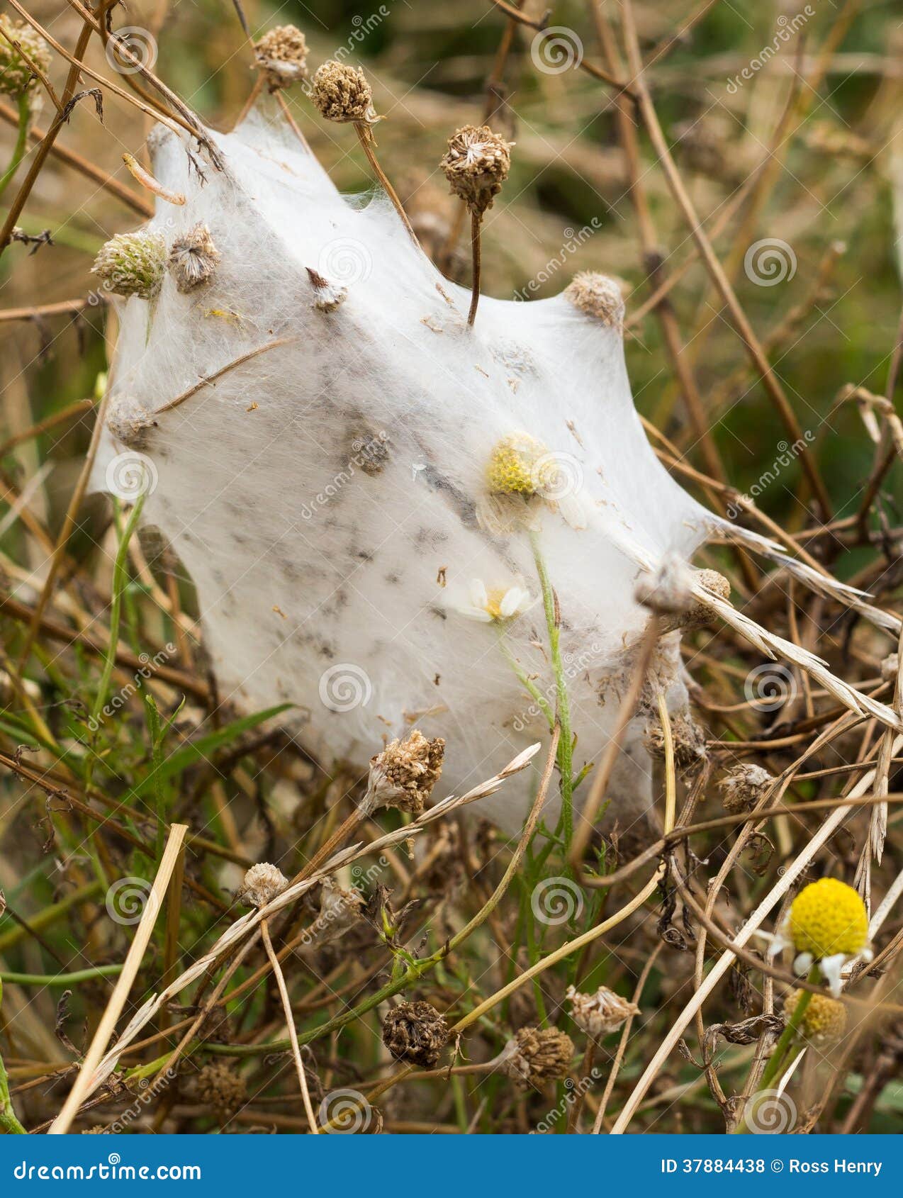 Nido dei ragni fotografia stock. Immagine di ragno, insetto - 37884438