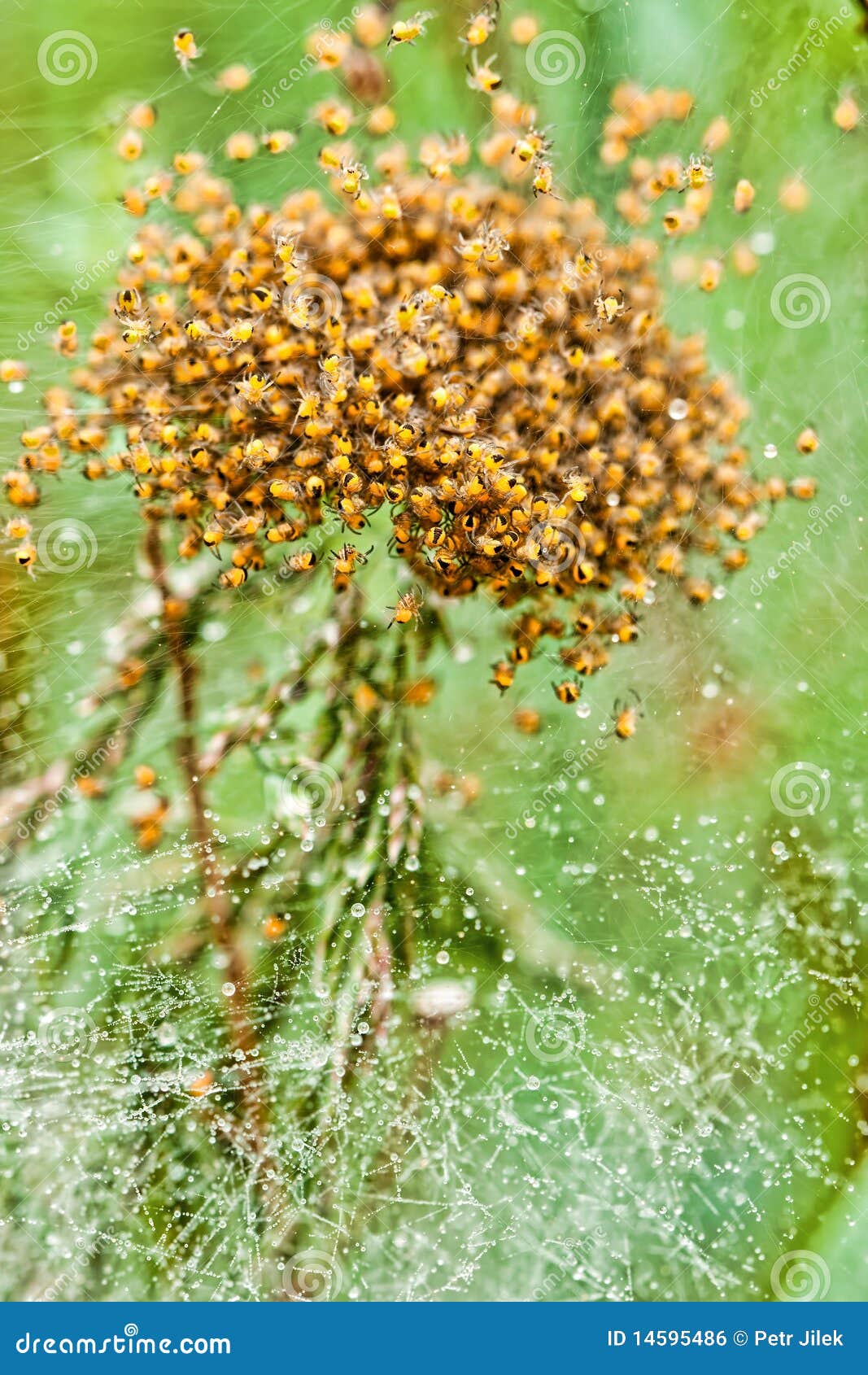 Nido Dei Ragni Recentemente Covati Fotografia Stock - Immagine di ...