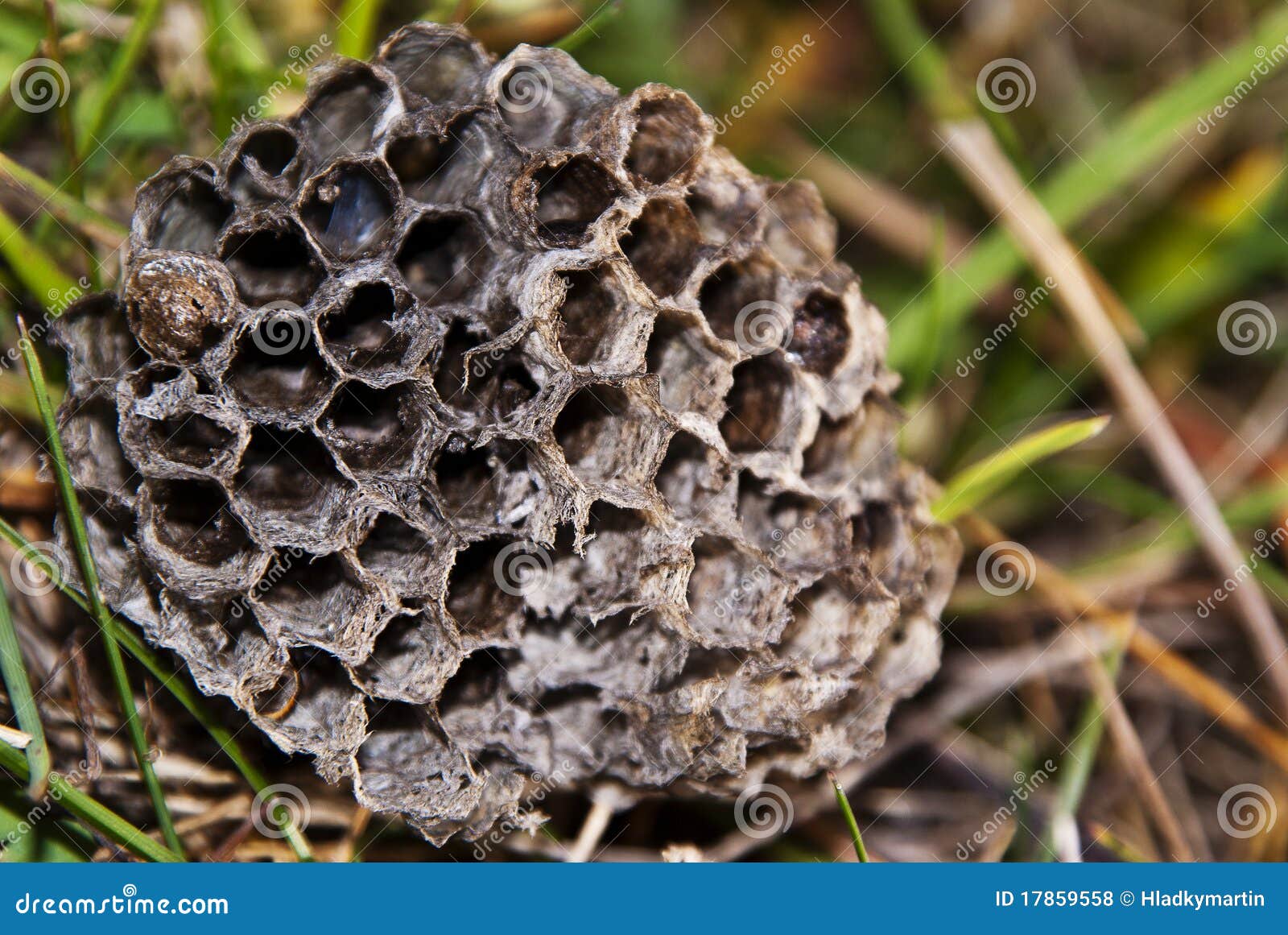 Nido del calabrone fotografia stock. Immagine di bello - 17859558