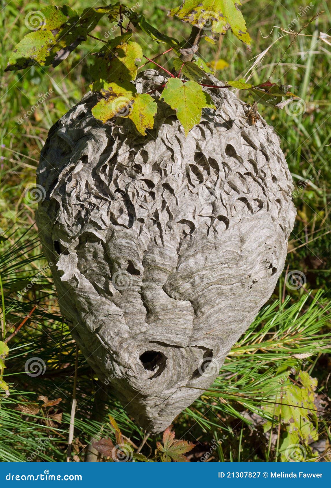 Nido del calabrone immagine stock. Immagine di carta - 21307827