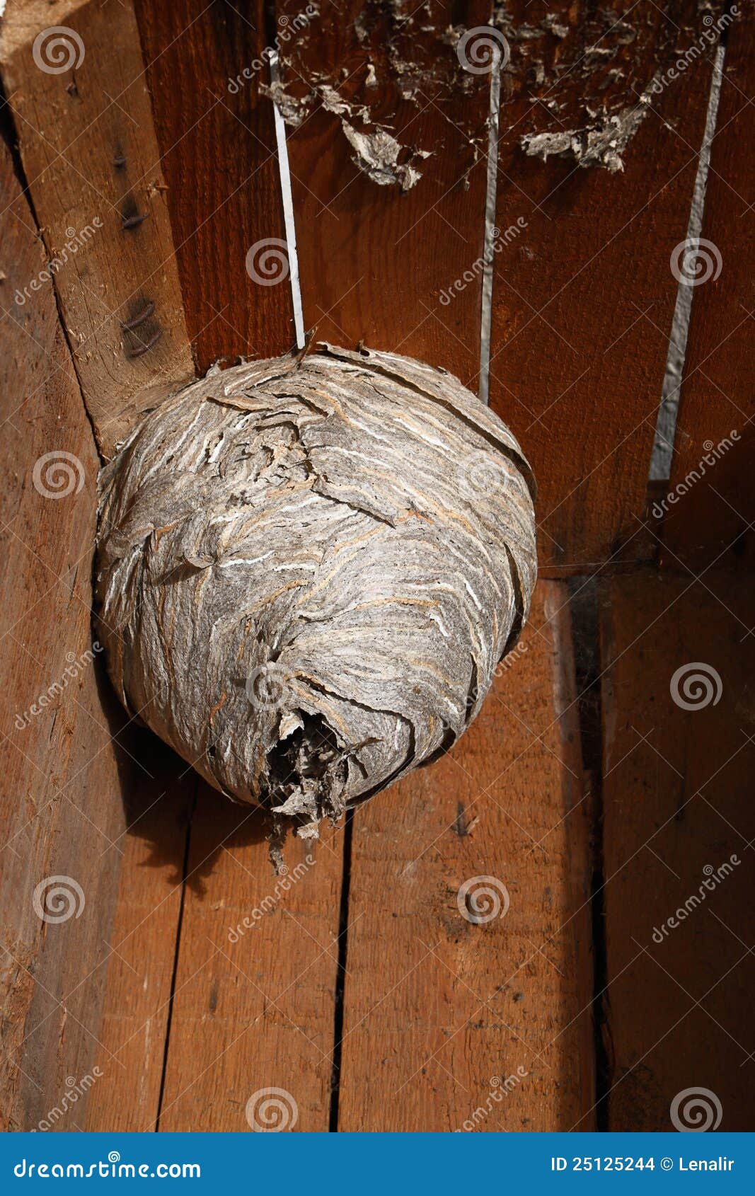 Nido del calabrone fotografia stock. Immagine di insetto - 25125244