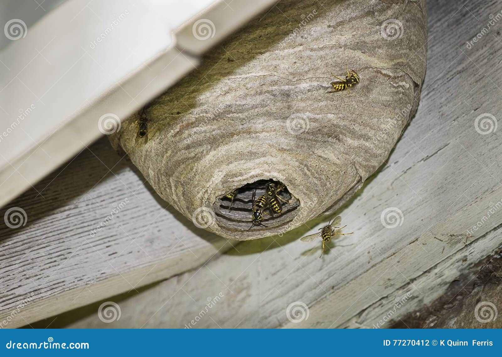 Nido del calabrone fotografia stock. Immagine di vespa - 77270412