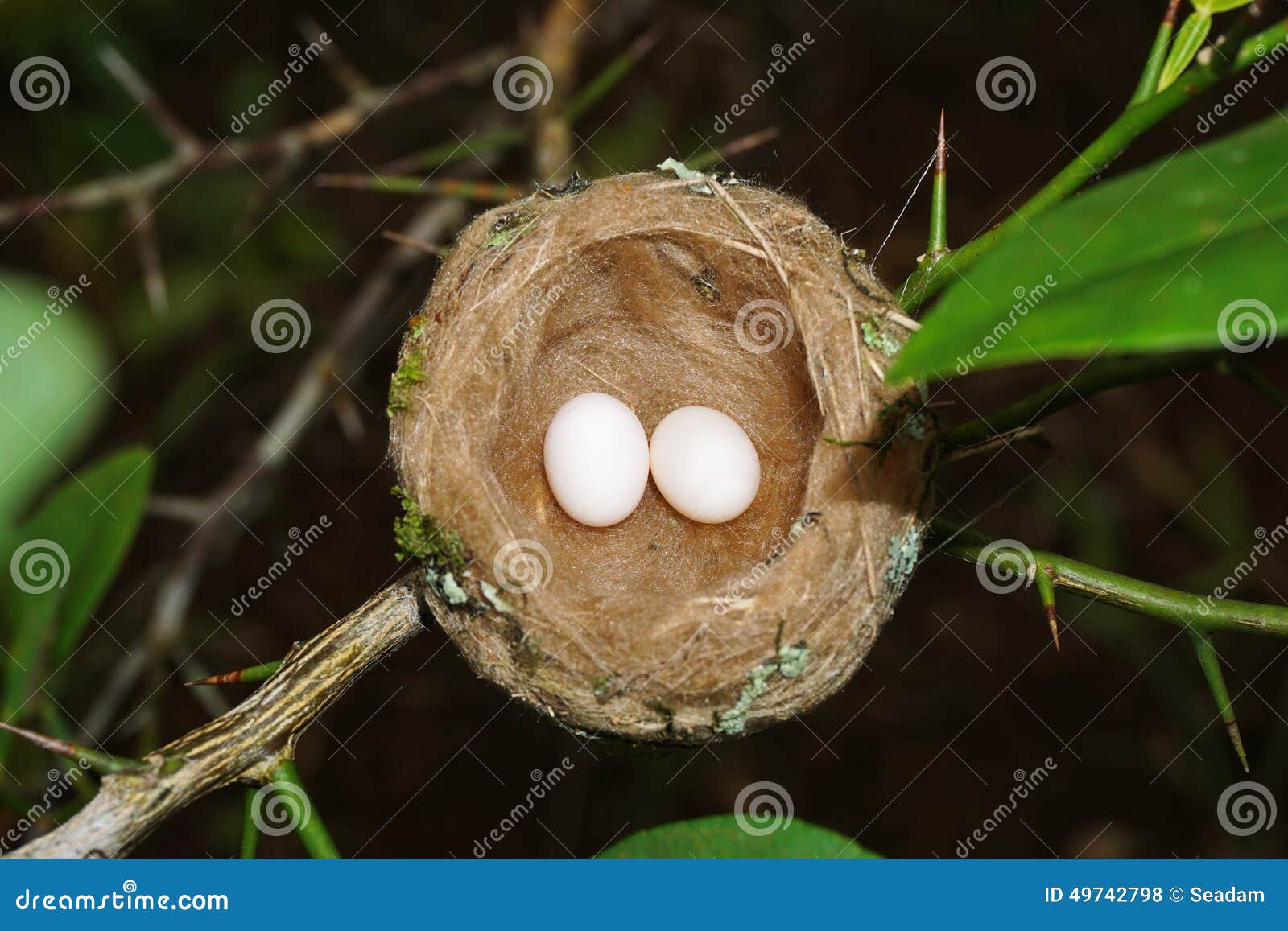 Nido Del Colibrì Con Due Uova Fotografia Stock - Immagine di nave ...