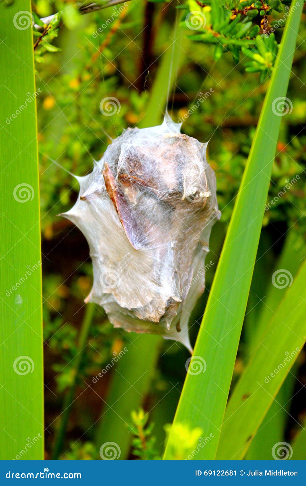 Nido del ragno del bozzolo immagine stock. Immagine di uovo - 69122681