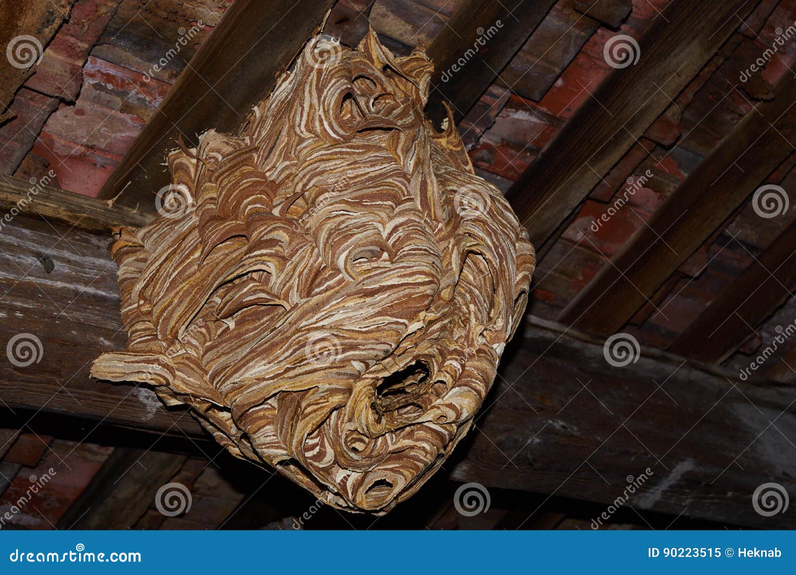 Nido del ` s del calabrone immagine stock. Immagine di calabrone - 90223515