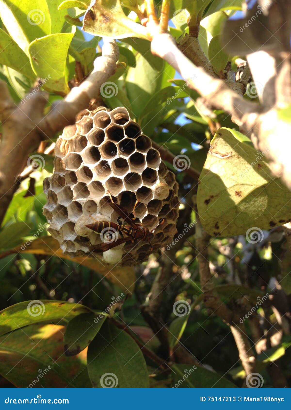 Nido Dell'ape Con Due Api Sui Rami Di Bush Immagine Stock - Immagine di ...