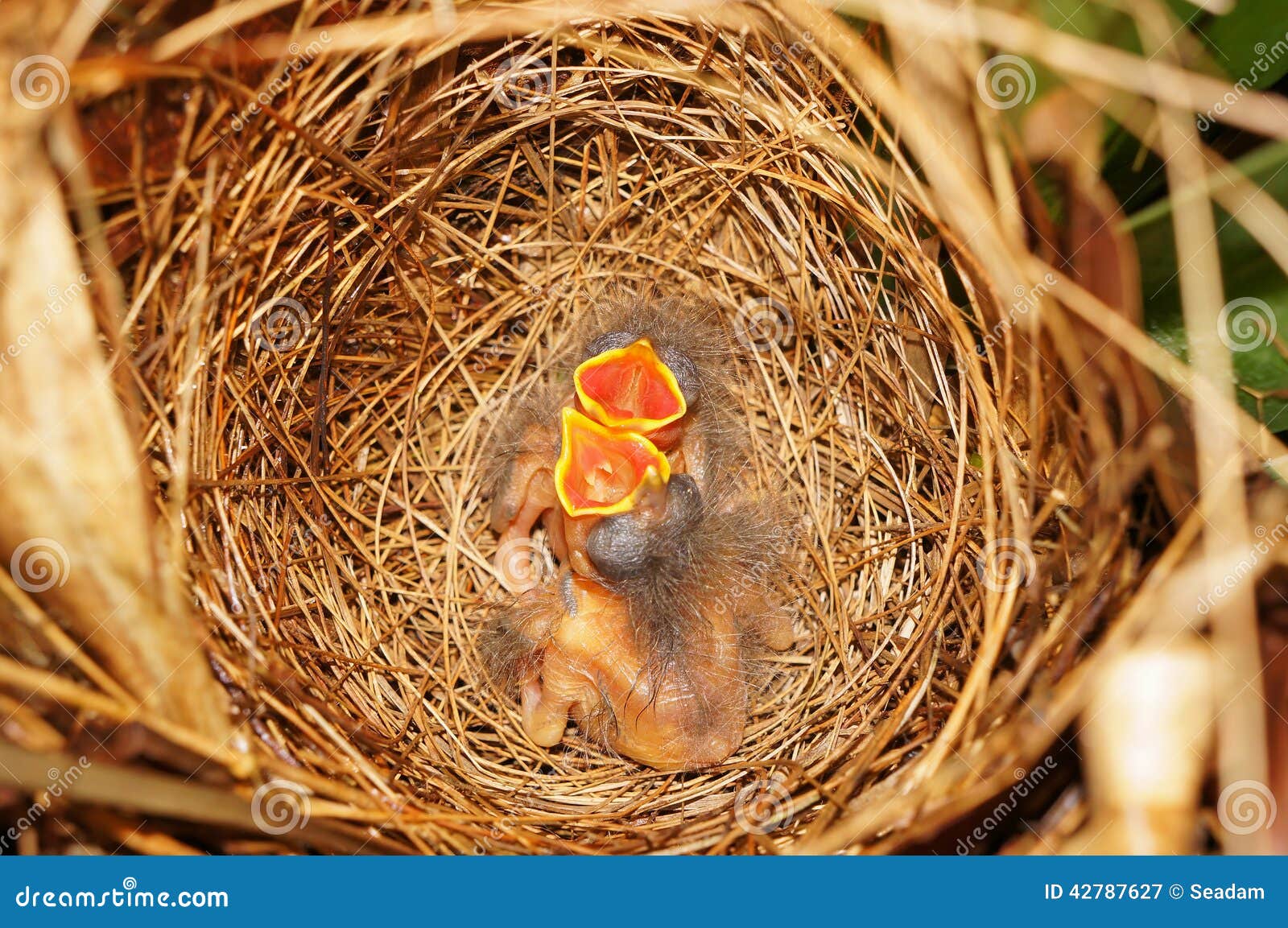 Nido Dell'uccello Con Due Pulcini Affamati Immagine Stock - Immagine di ...
