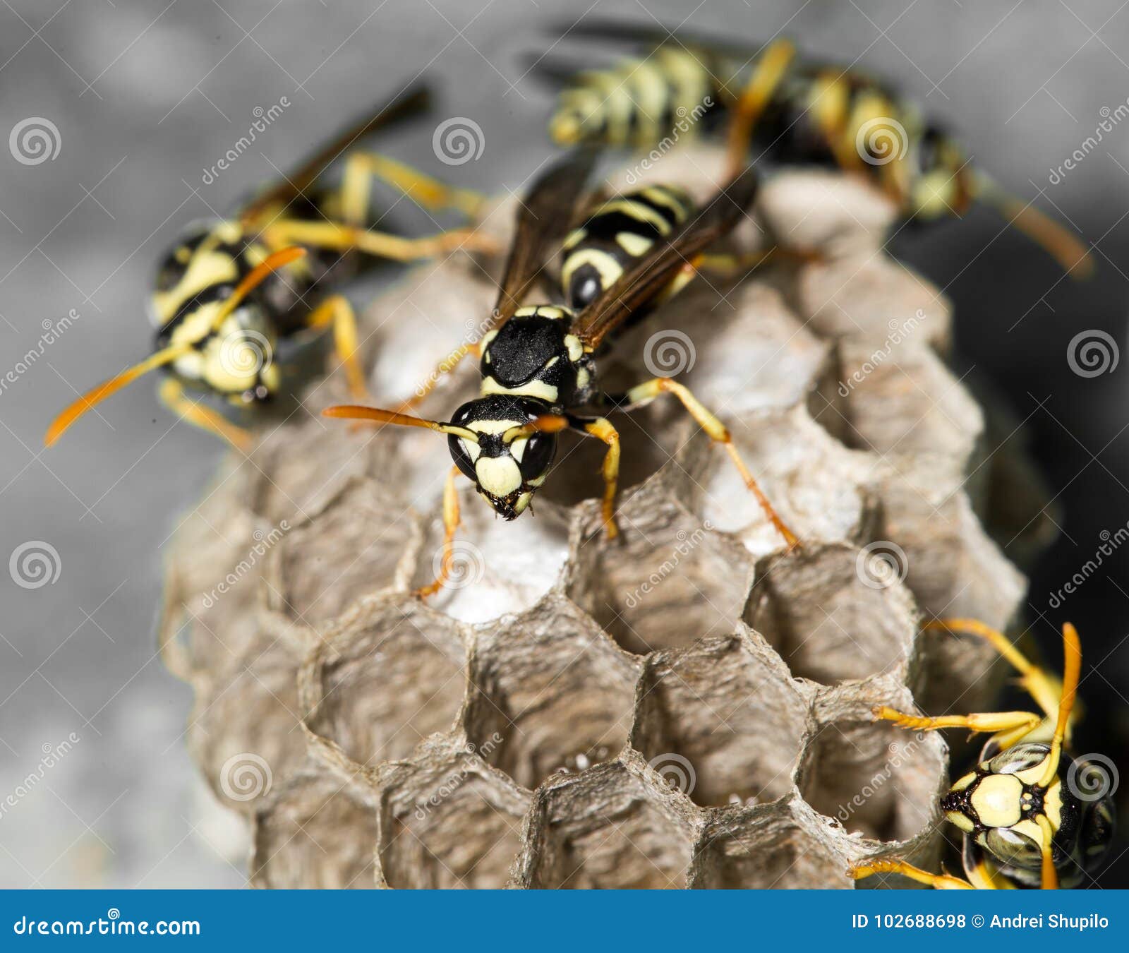 Nido Della Vespa Con Le Pupe Fotografia Stock - Immagine di alveare ...