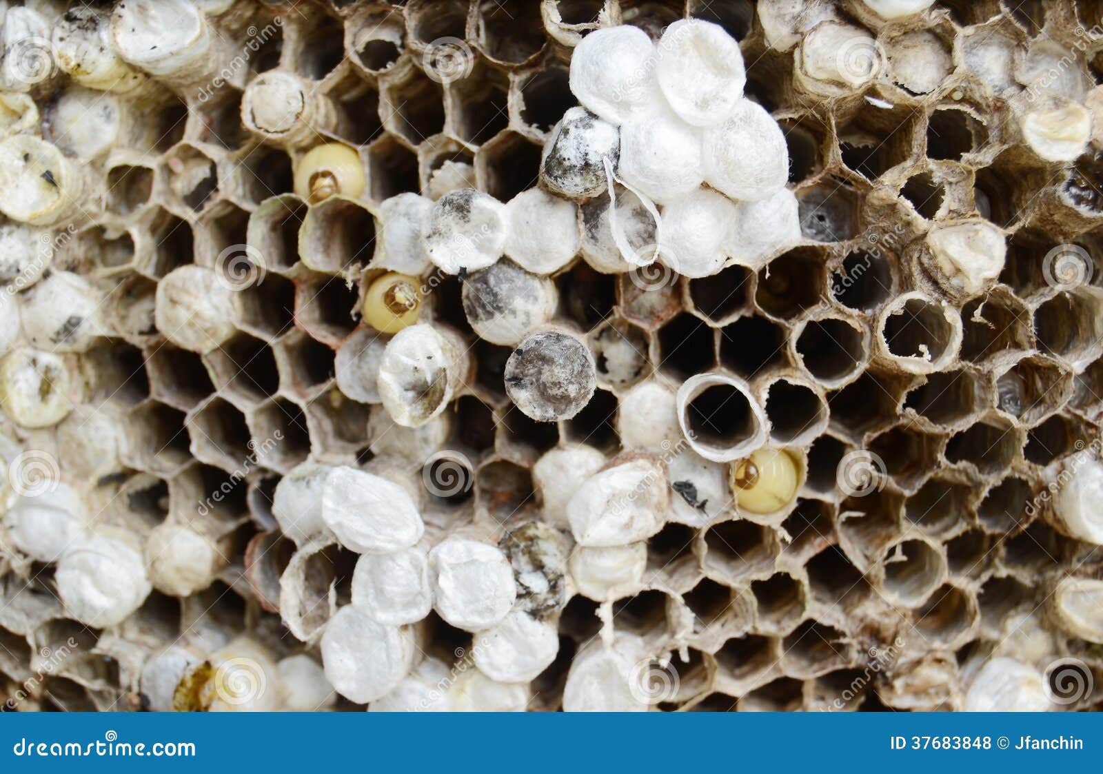 Nido delle api fotografia stock. Immagine di nido, uovo - 37683848
