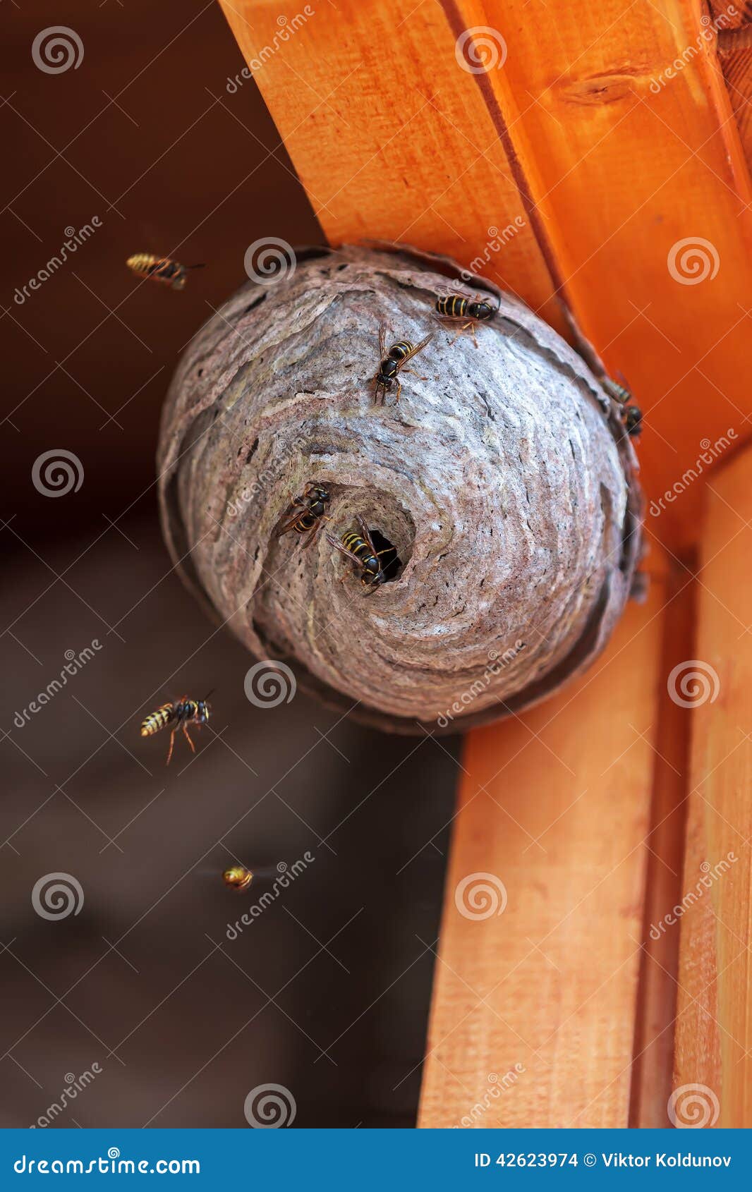 Nido delle api fotografia stock. Immagine di legno, nido - 42623974