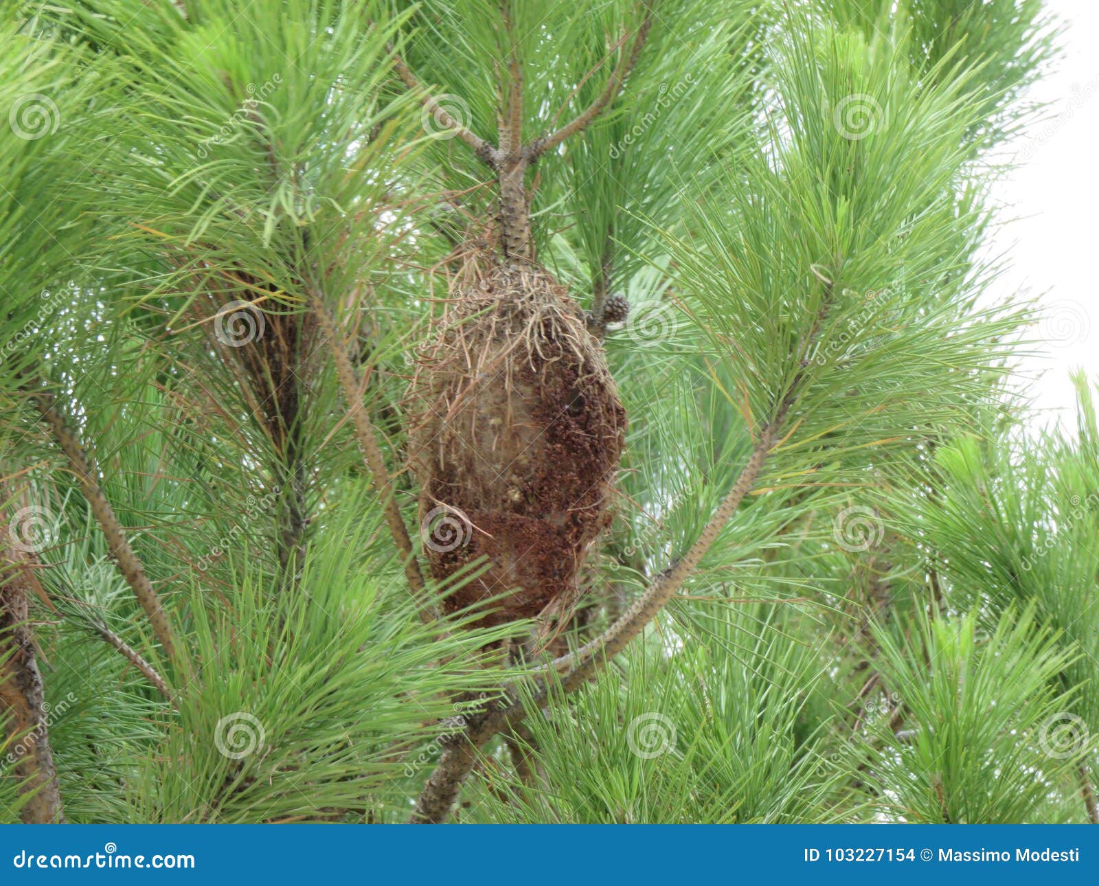 Nido di Processionaria stock photo. Image of color, environment - 103227154