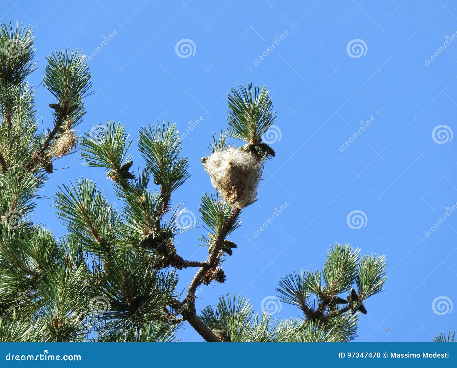 Nido di Processionarie foto de archivo. Imagen de vistazo - 97347470