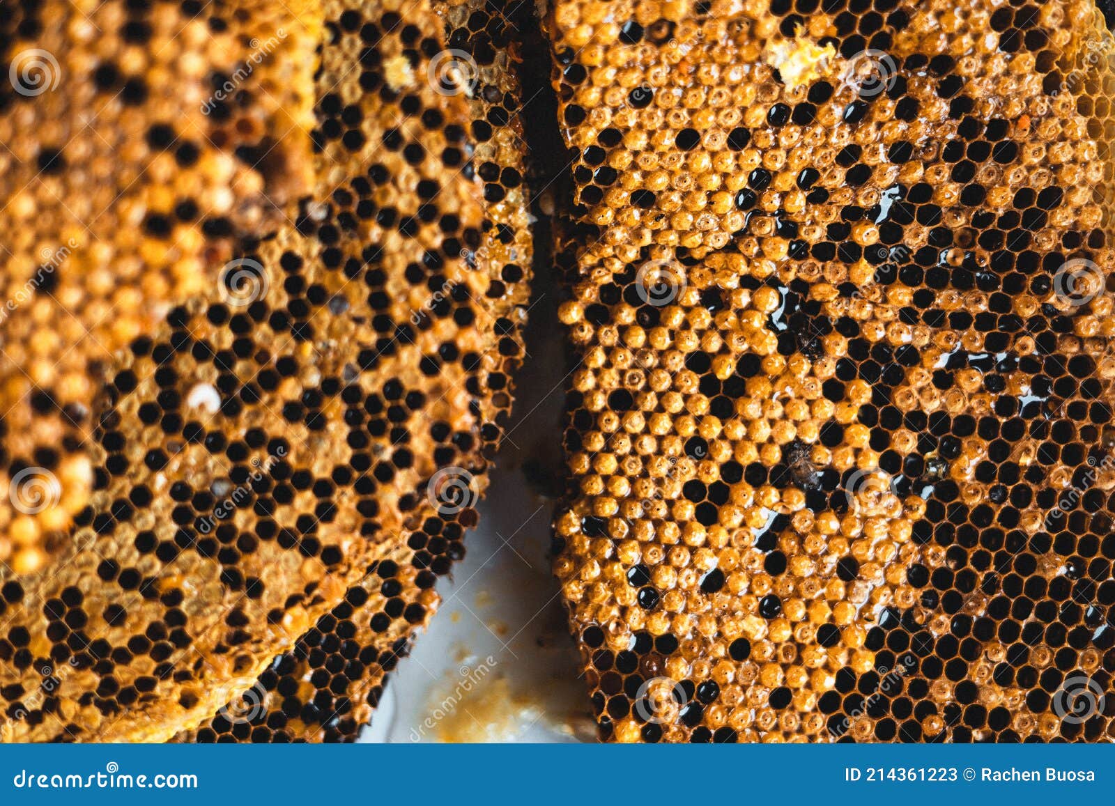 Nido E Nettare Di Larva Di Api Immagine Stock - Immagine di dorato ...