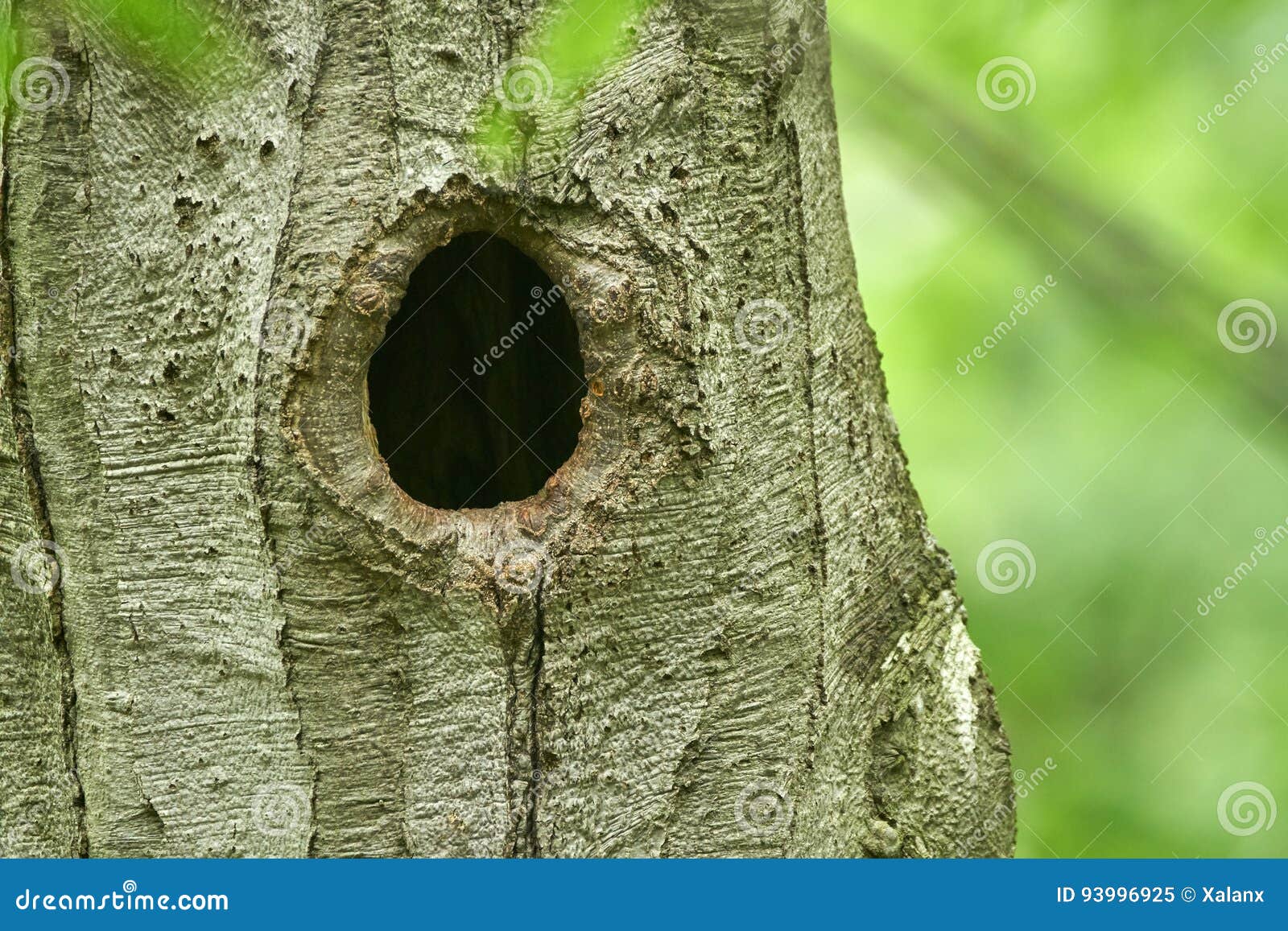 Nids D'oiseau Dans Les Arbres Image stock - Image du maison, écorce ...