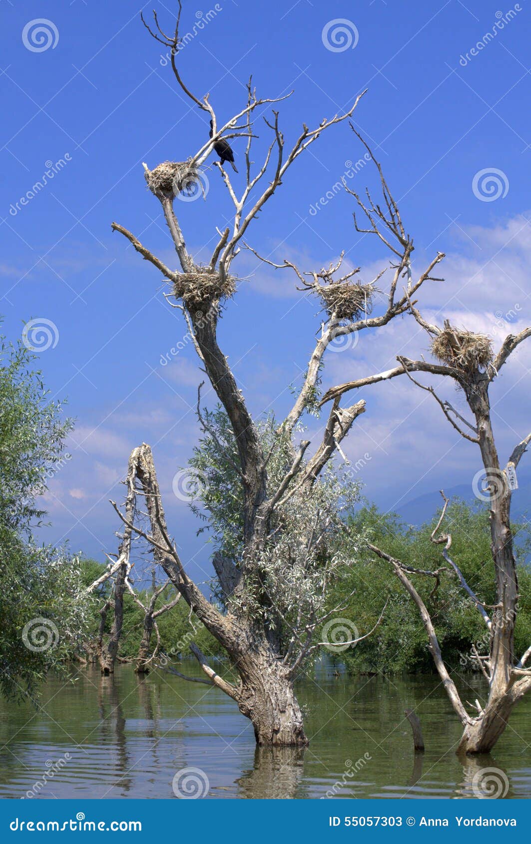 Nids D'oiseaux Sur Des Arbres Dans Le Lac Image stock - Image du ...