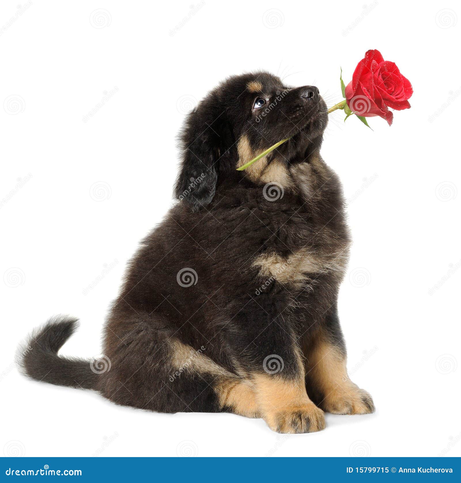 Niebla Del Perrito Con La Flor Imagen de archivo - Imagen de mirando ...