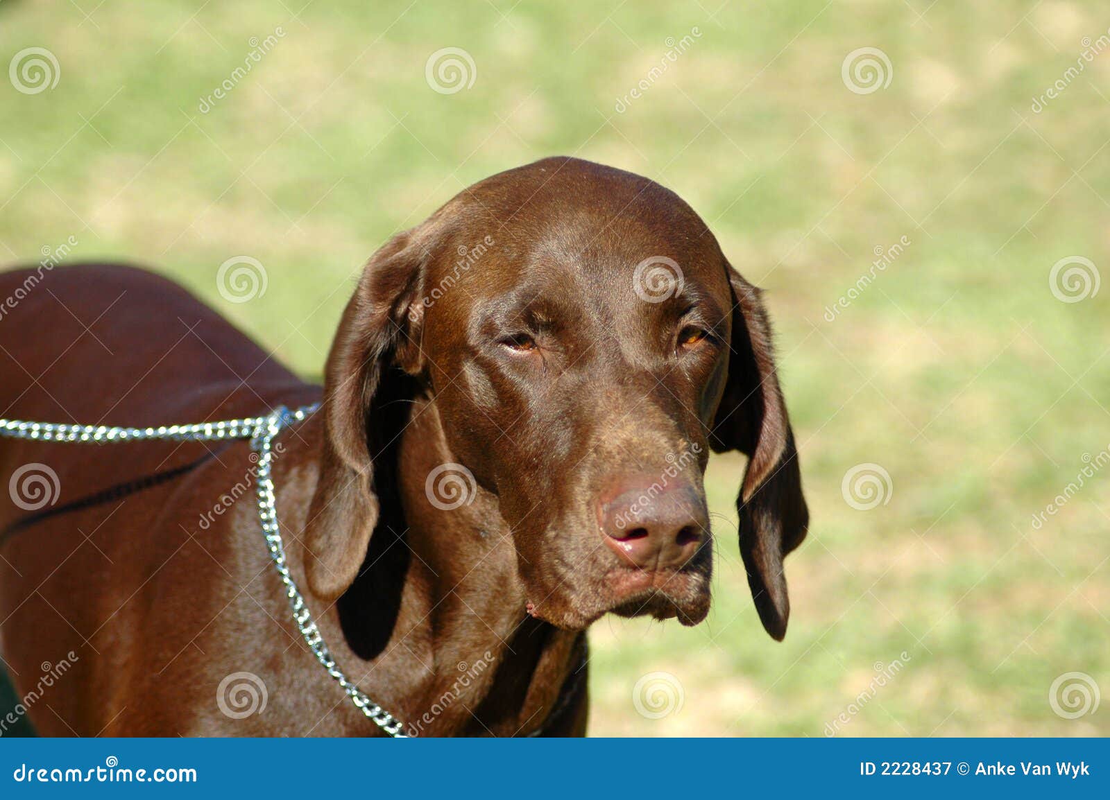 Niemiecki pointer pies obraz stock. Obraz złożonej z portret - 2228437