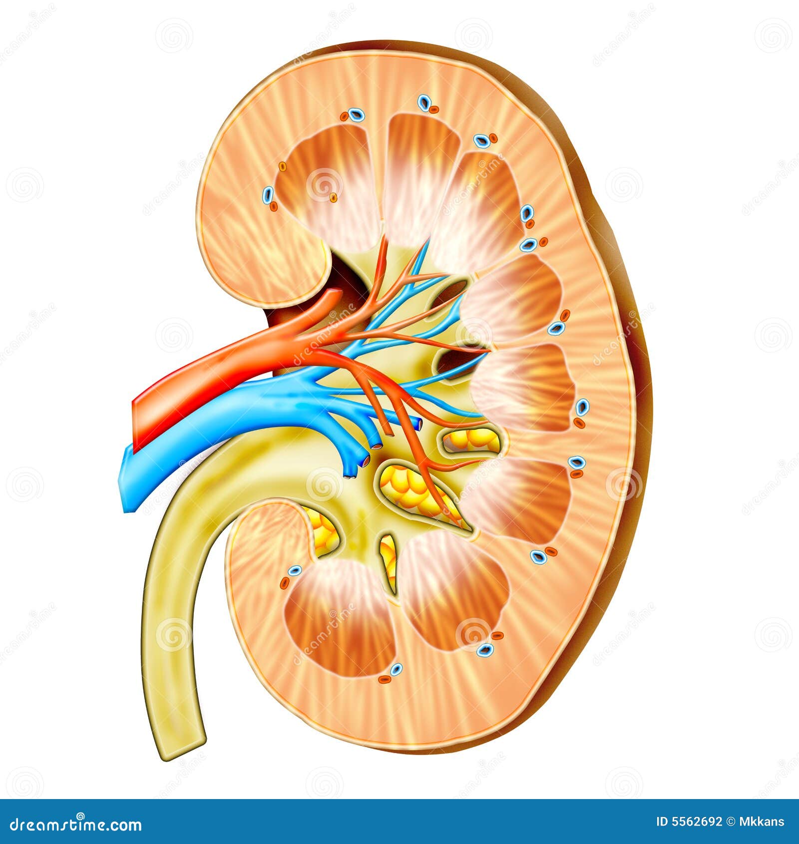 Niere Stockfotografie - Bild: 5562692