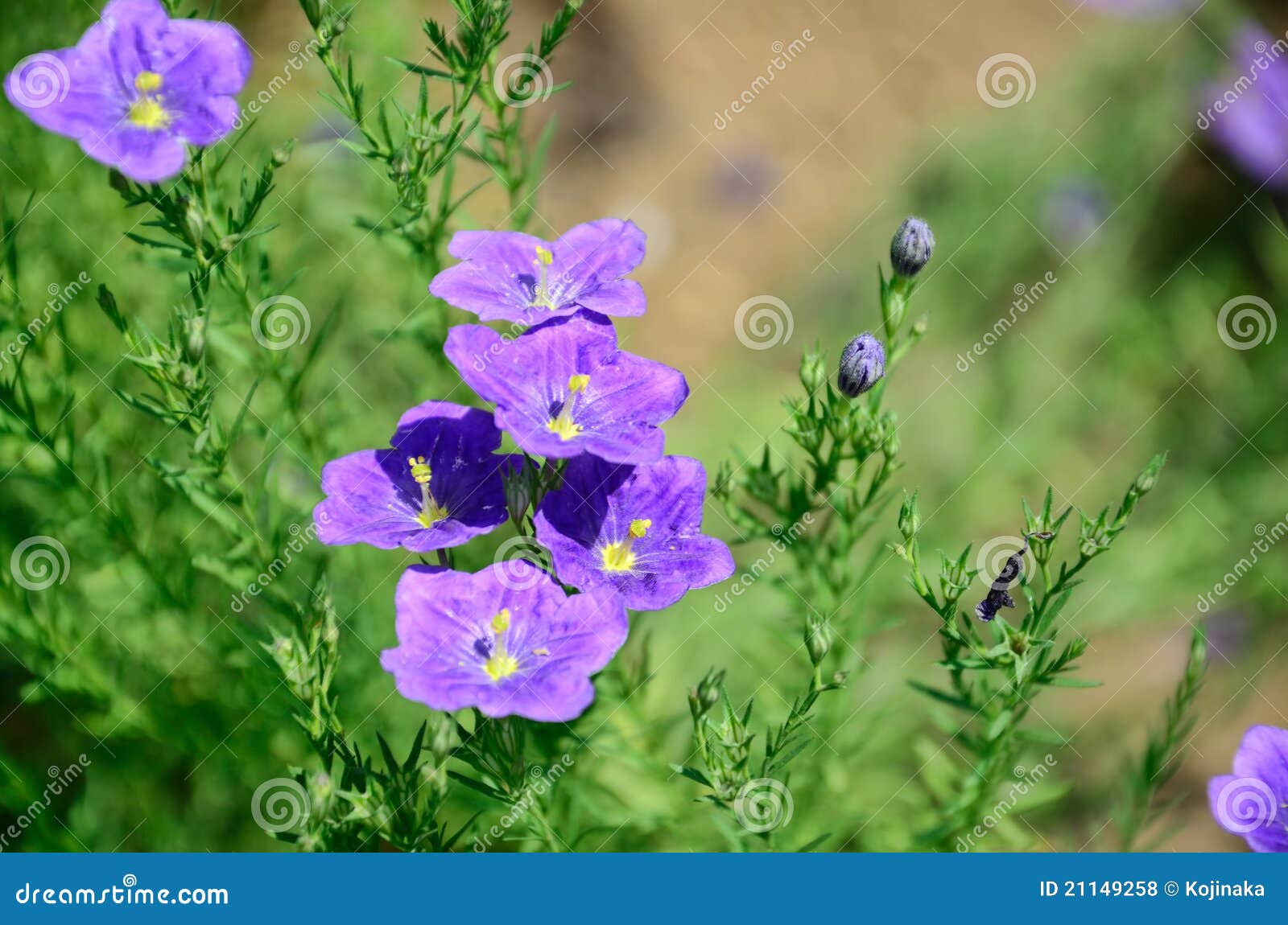 Nierembergia stock photo. Image of flower, nierembergia - 21149258