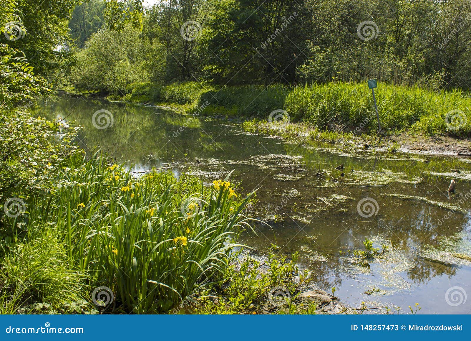 Niers River, Geldern, Germany Stock Image - Image of europe, flower ...