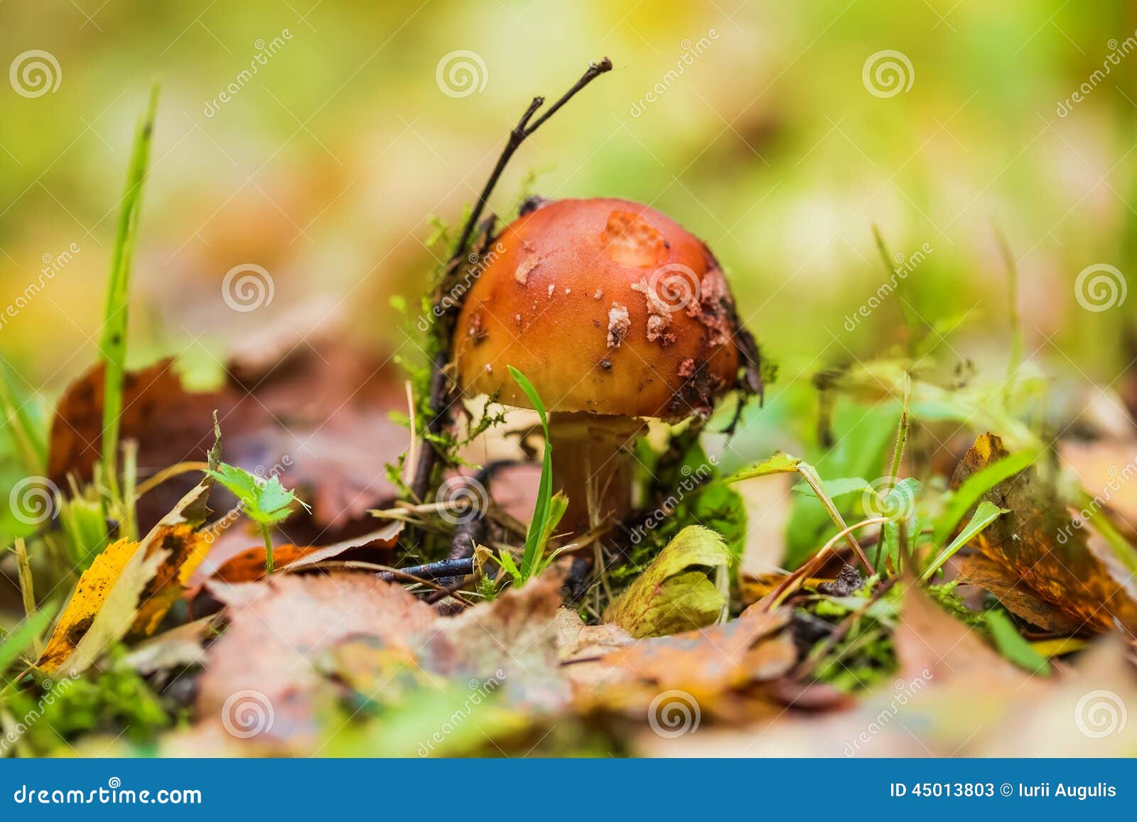 Niet Eetbare Paddestoel Met Lichtbruine Hoed in Bos Stock Afbeelding ...
