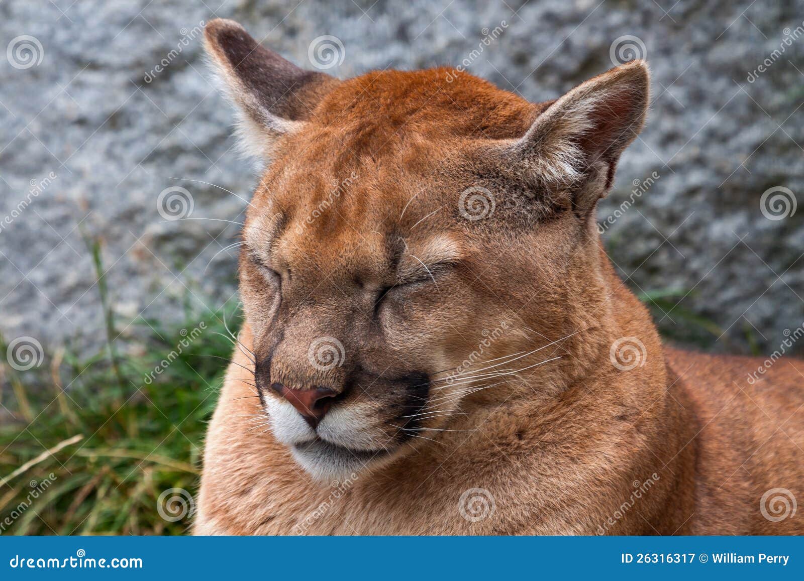 Niet Werkelijk De Poema Van De Poema Stock Afbeelding - Image of berg ...