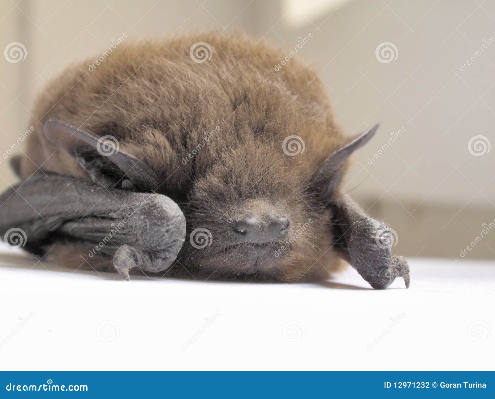 Nietoperza sen zdjęcie stock. Obraz złożonej z światło - 12971232