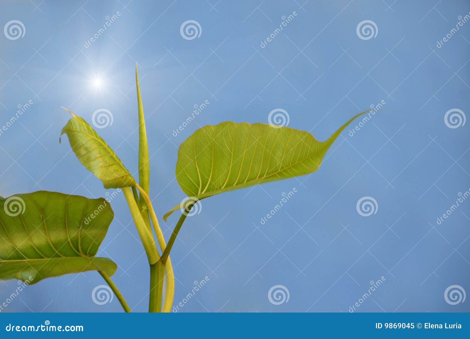 Nieuwe Spruit Picture. Image: 9869045